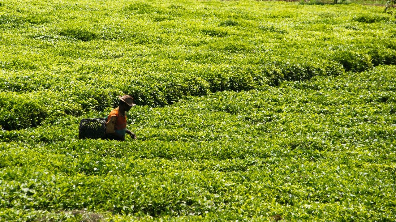 James Finlay Subjected Kenyan Tea Pickers To Hazardous Work Conditions ...